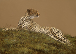 Artist Morten Solberg Art Giclee Paper